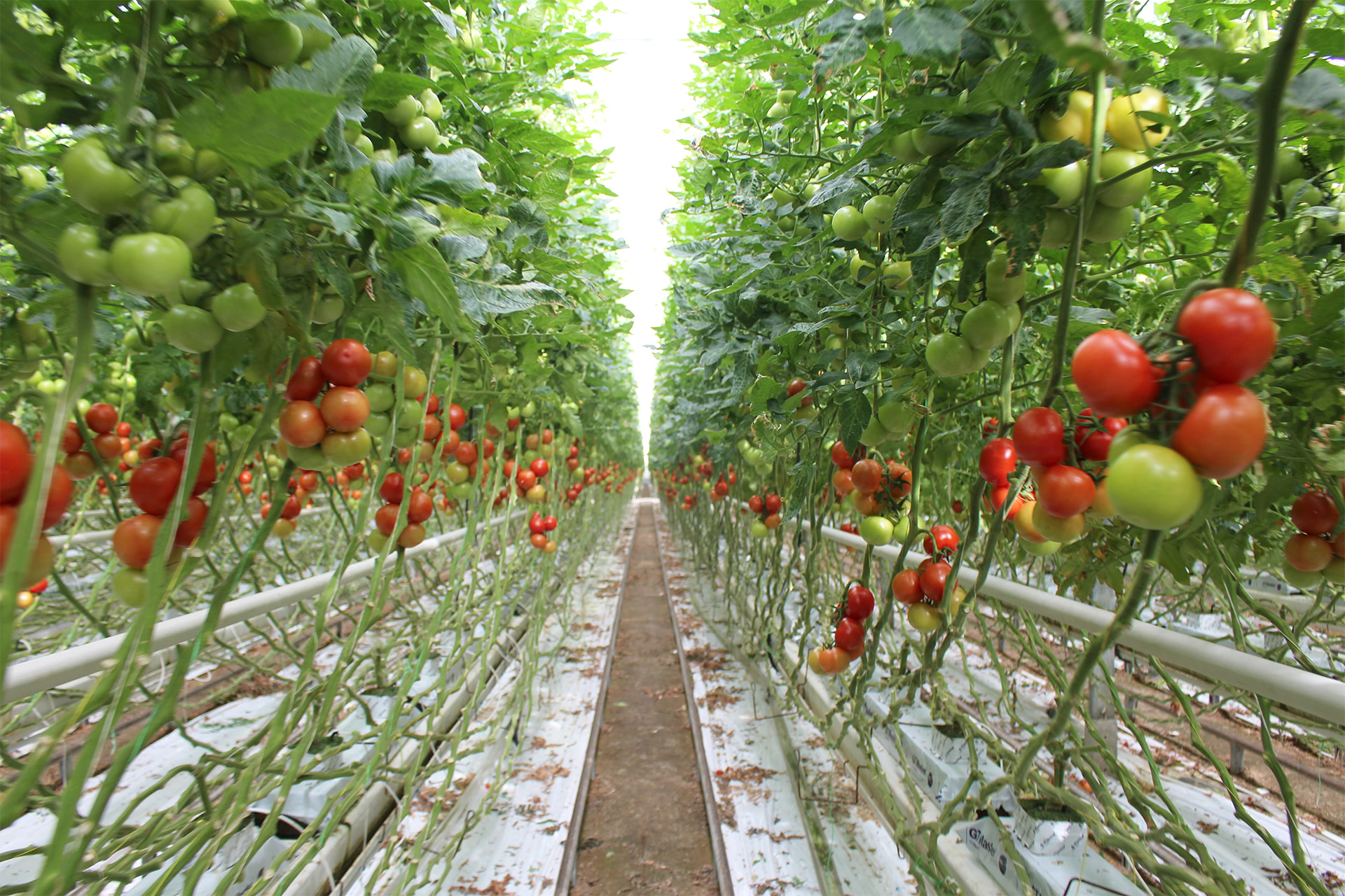 PLANT DATA 株式会社